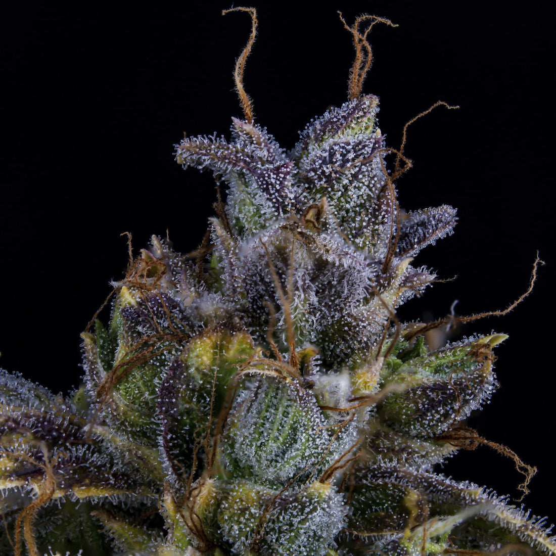 S.O.D.K – Mephisto Genetics