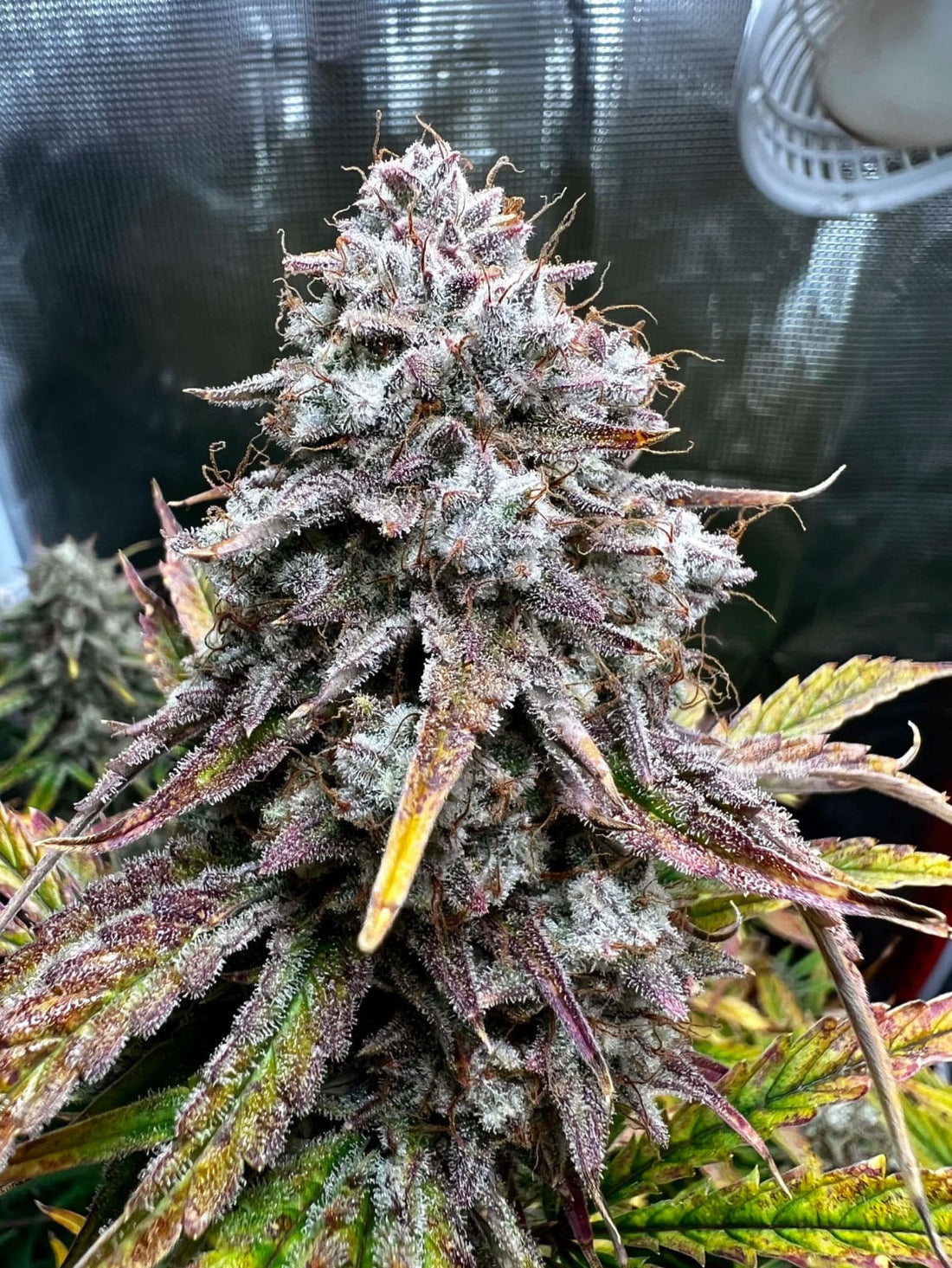 ILL#56 - Girl Scout Monkeys – Mephisto Genetics